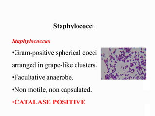 staph, anthrax& strept.pptx | Infectious Diseases | Diseases and Conditions