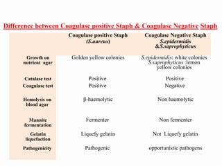 staph, anthrax& strept.pptx | Infectious Diseases | Diseases and Conditions
