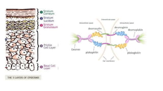 Staph epidermidis and saprophyticus | PPTX