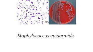 Staph epidermidis and saprophyticus | PPTX