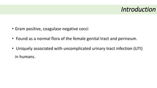 Staph epidermidis and saprophyticus | PPTX