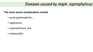 Staph epidermidis and saprophyticus | PPTX