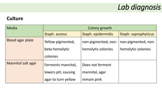 Staph epidermidis and saprophyticus | PPTX