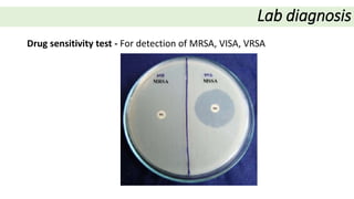 Staph epidermidis and saprophyticus | PPTX