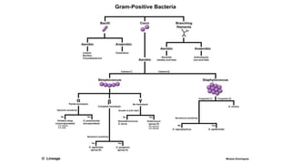 Staph epidermidis and saprophyticus | PPT