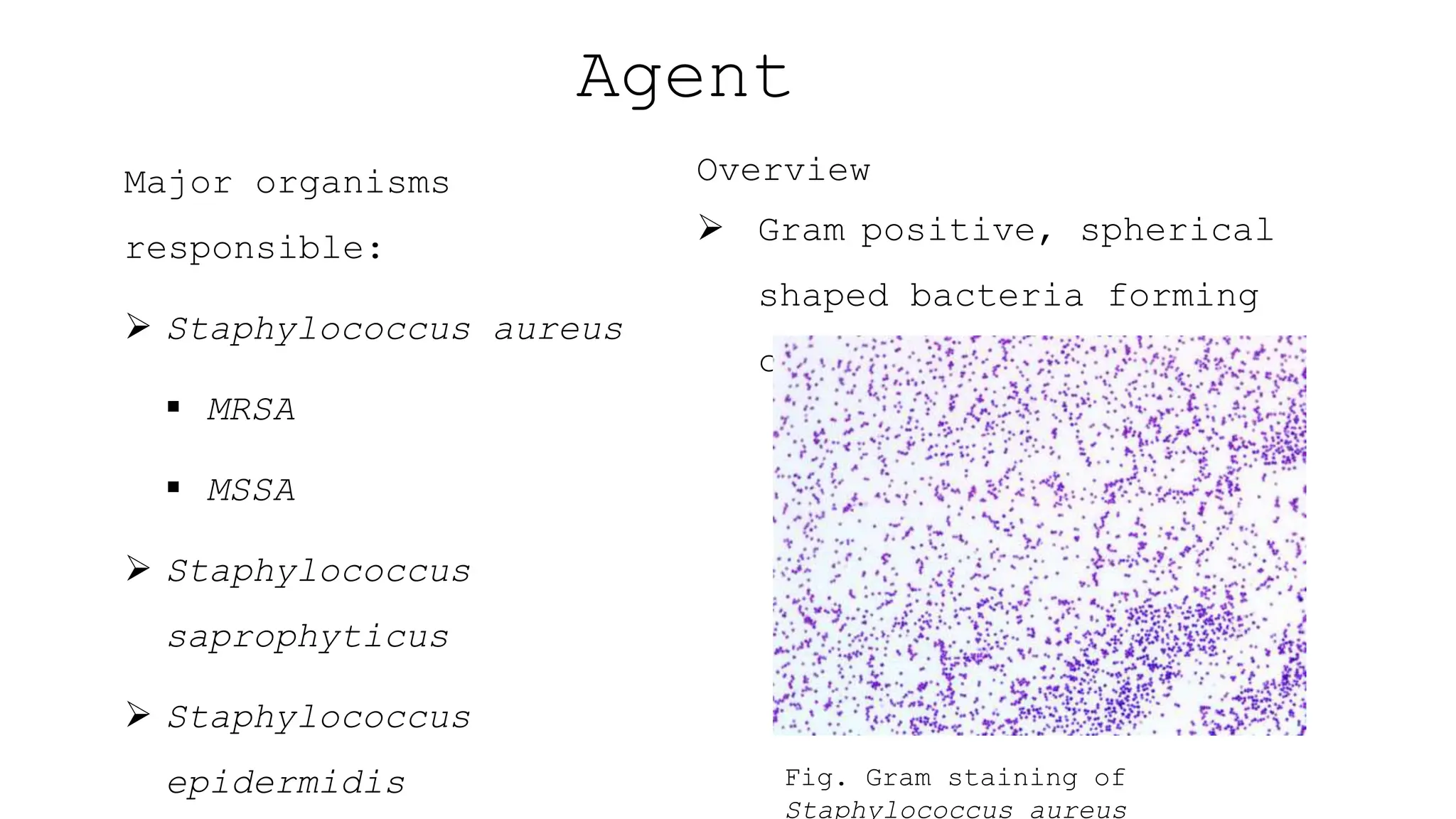 Epidemiological study on Staph Infection.pptx