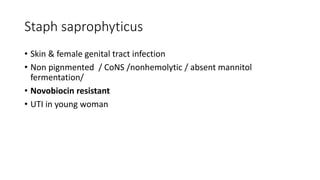staphylococcus streptococcus revision notes microbiology | PPTX