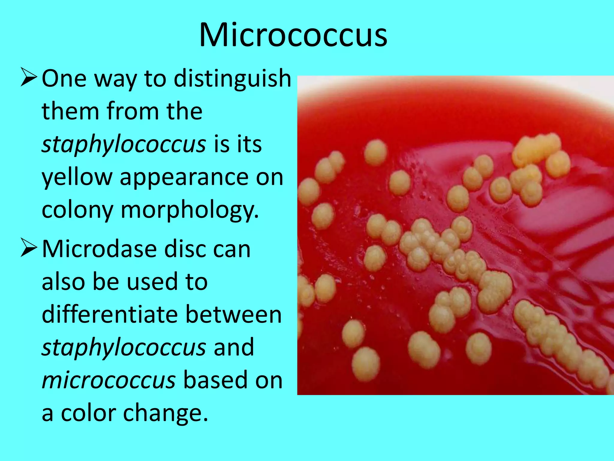 Staphylococcus Spp | PPTX