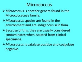 Staphylococcus Spp | PPTX