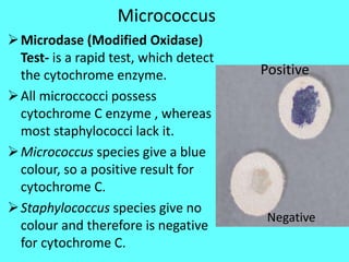 Staphylococcus Spp | PPTX