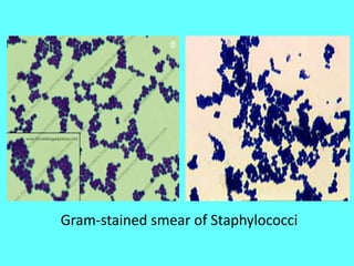 Staphylococcus Spp | PPTX