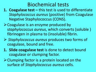 Coagulase Positive Staphylococcus Epidermidis