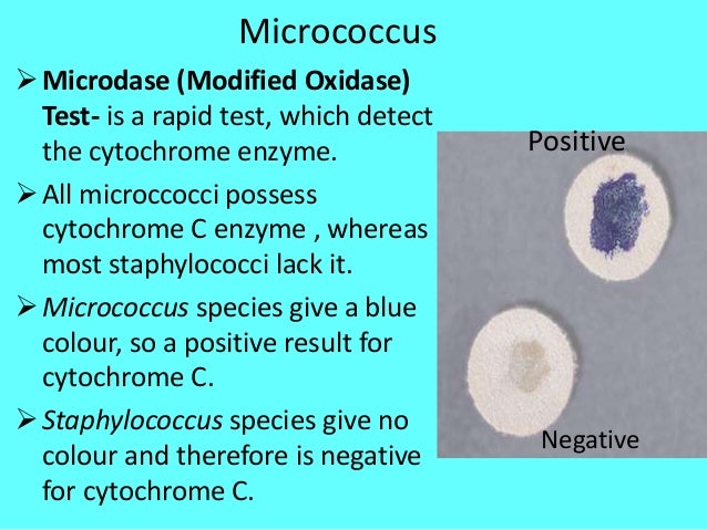 Staphylococcus Spp