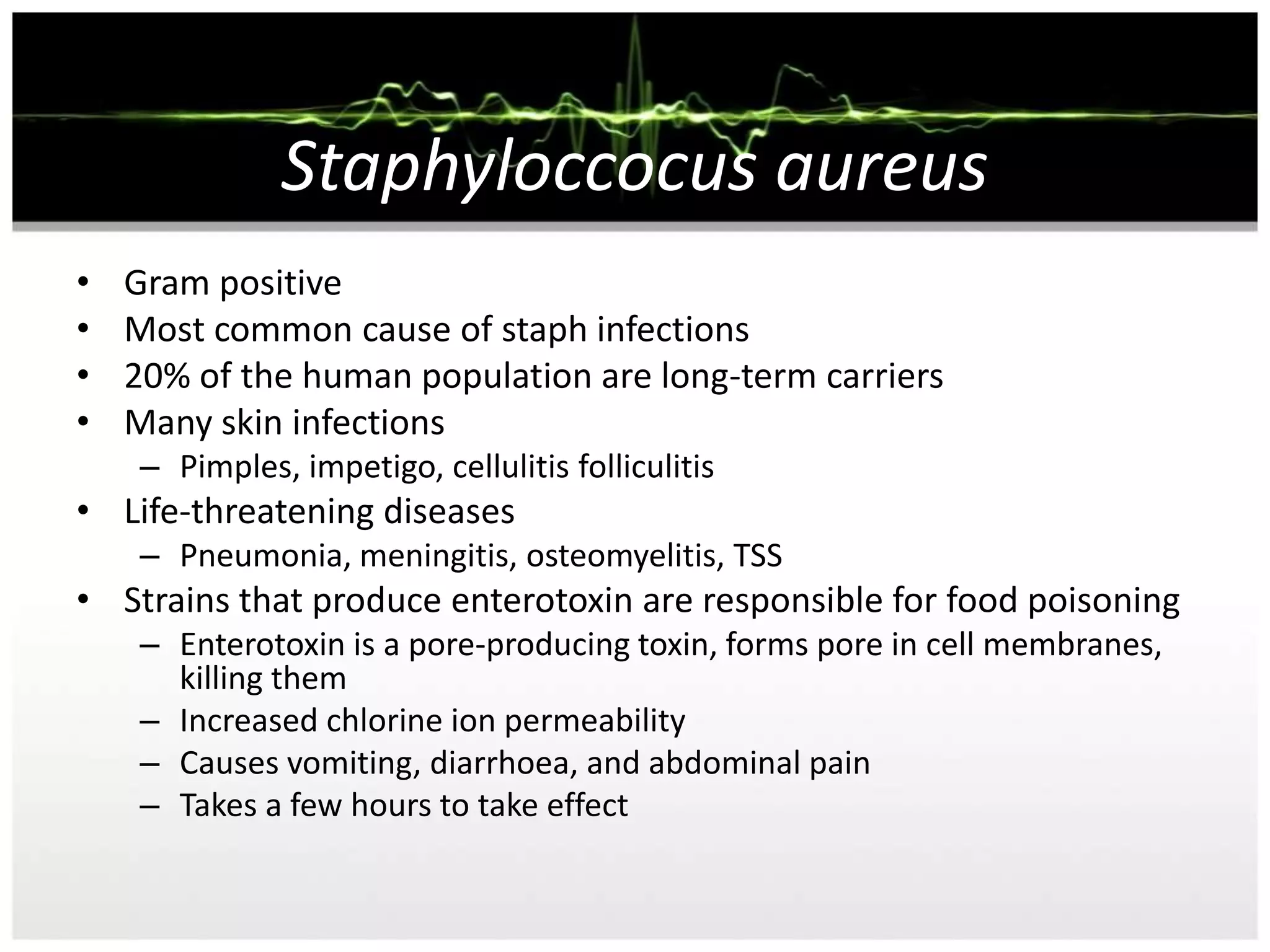 Staphyloccocos aureus | PPTX