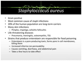 Staphyloccocos aureus | PPTX