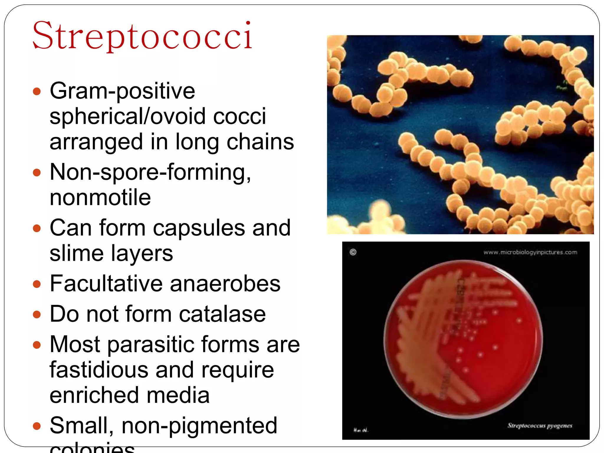 Staphylococcal & streptococcal skin infections | PPTX