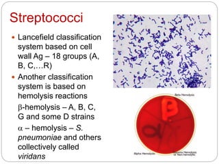 Staphylococcal & streptococcal skin infections | PPTX