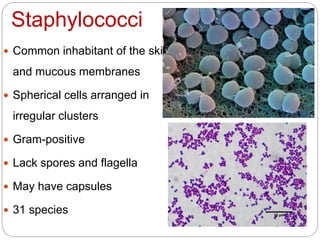 Streptococcus Vs Staphylococcus Gram Stain