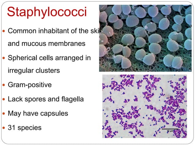 Staphylococcal & streptococcal skin infections | PPT