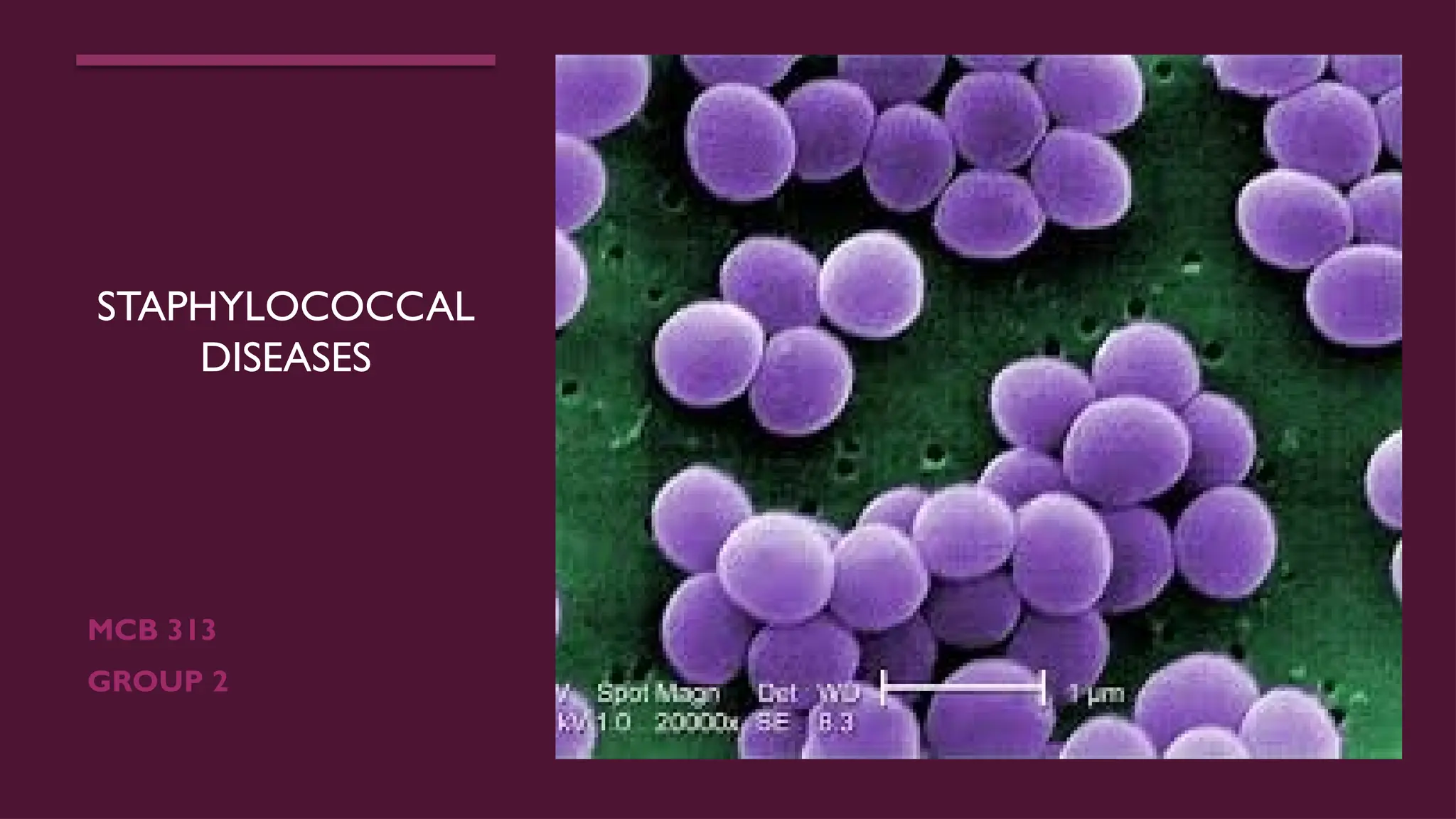 A presentation on STAPHYLOCOCCAL DISEASES.pptx | Infectious Diseases | Diseases and Conditions