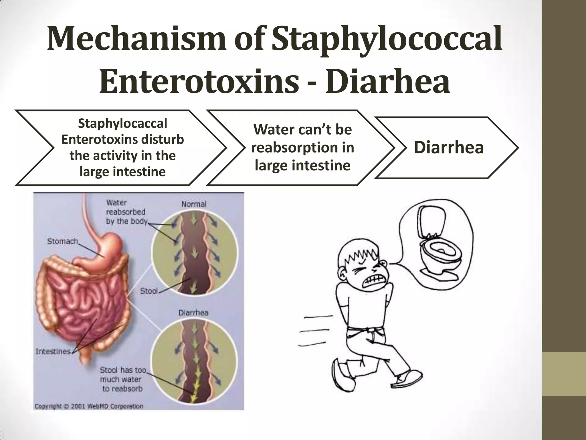 Staphylococcal food poisoning | PPTX | Digestive Disorders | Diseases ...