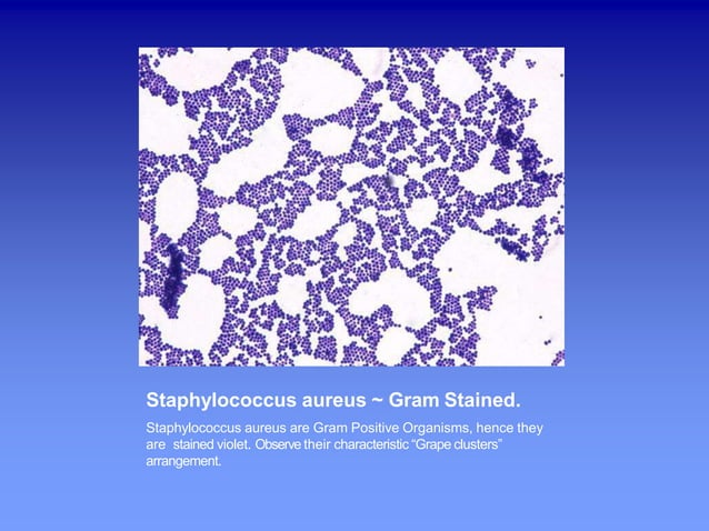 Staphylococcal skin infections by dr, Hari dagal | PPT