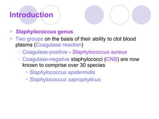 Staphylococcus Saprophyticus