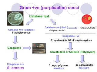 Staphylococcus Aureus Catalase Test