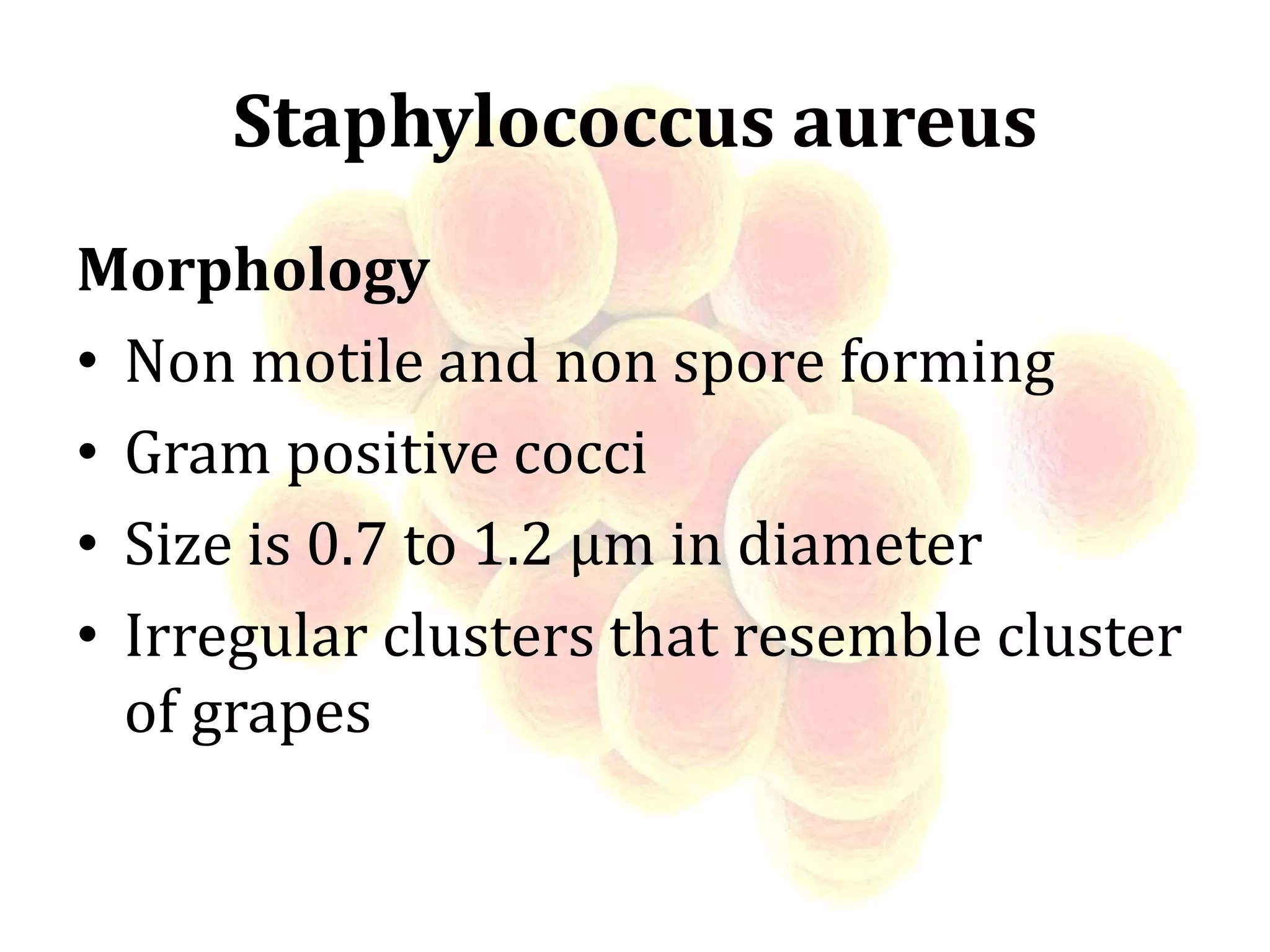 Staphylococci | PPTX