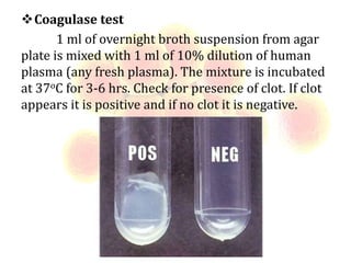 Staphylococci | PPTX