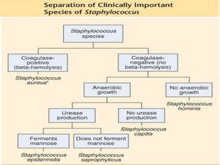 Staphylococci | PPTX