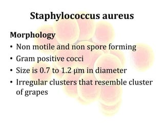Staphylococci | PPTX