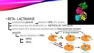 Staphylococci ( gram positive cocci) | PPTX