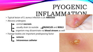 Staphylococci ( gram positive cocci) | PPTX
