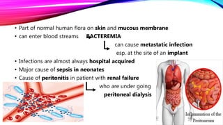 Staphylococci ( gram positive cocci) | PPTX