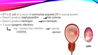 Staphylococci ( gram positive cocci) | PPTX