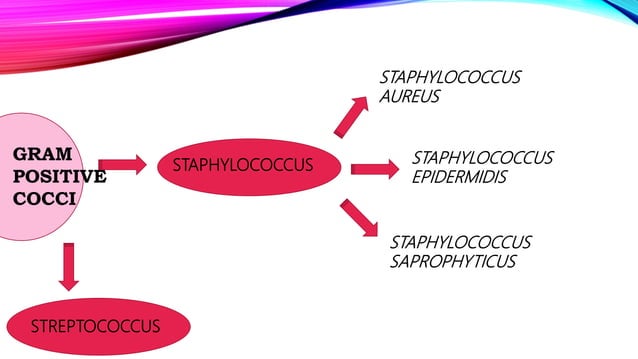 Staphylococci ( gram positive cocci) | PPTX