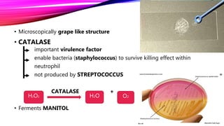 Staphylococci ( gram positive cocci) | PPTX