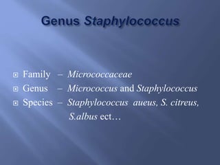 Staphylococci.pptx | Chemistry | Science