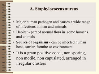 Staphylococci.pptx