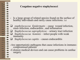 Staphylococci.pptx