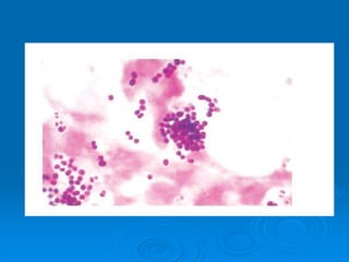 Staphylococci...ppt