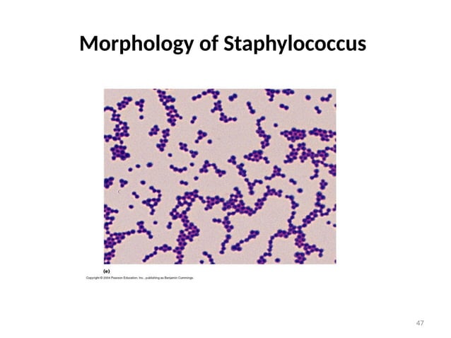 STAPHYLOCOCCI bacteria which is negative and its effect | PPT