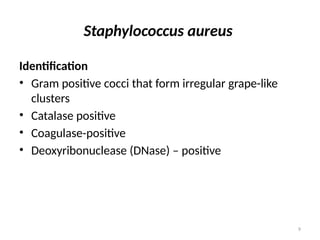 STAPHYLOCOCCI bacteria which is negative and its effect | PPTX