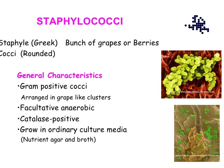 Staphylococci 09 10 Med