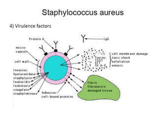 Staphylococci and Streptococci (1).pptx