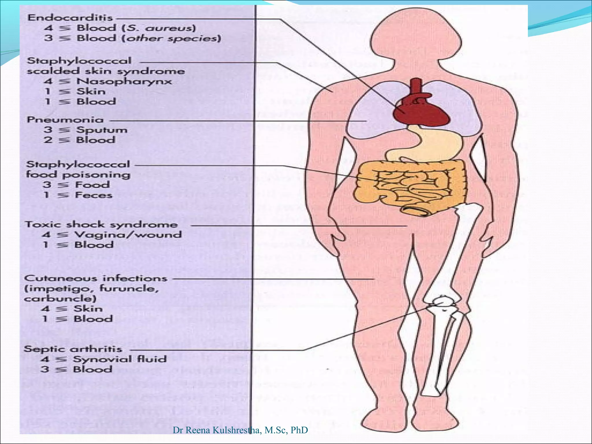 Staphylococci final | PPT