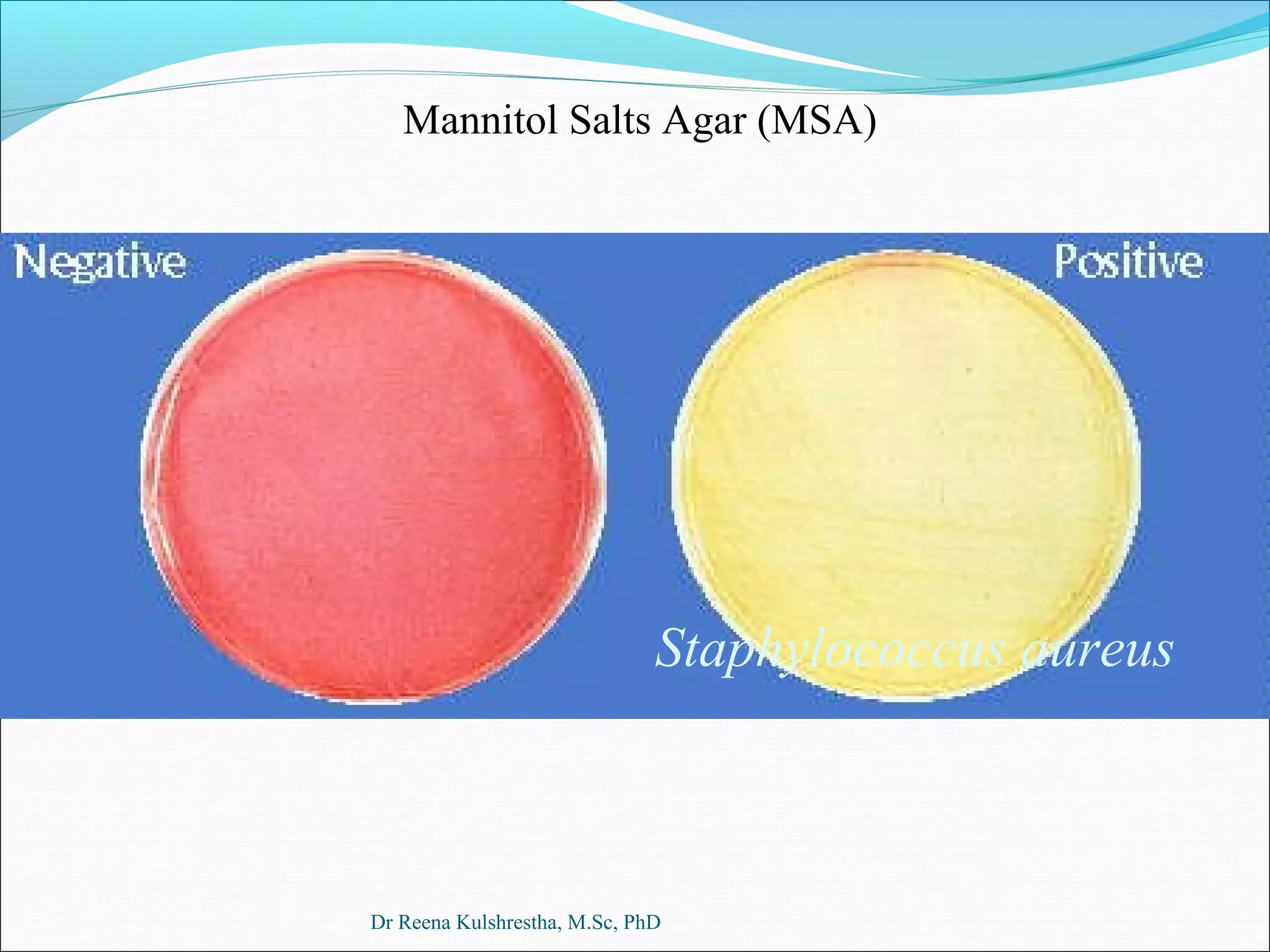 Staphylococci final | PPT