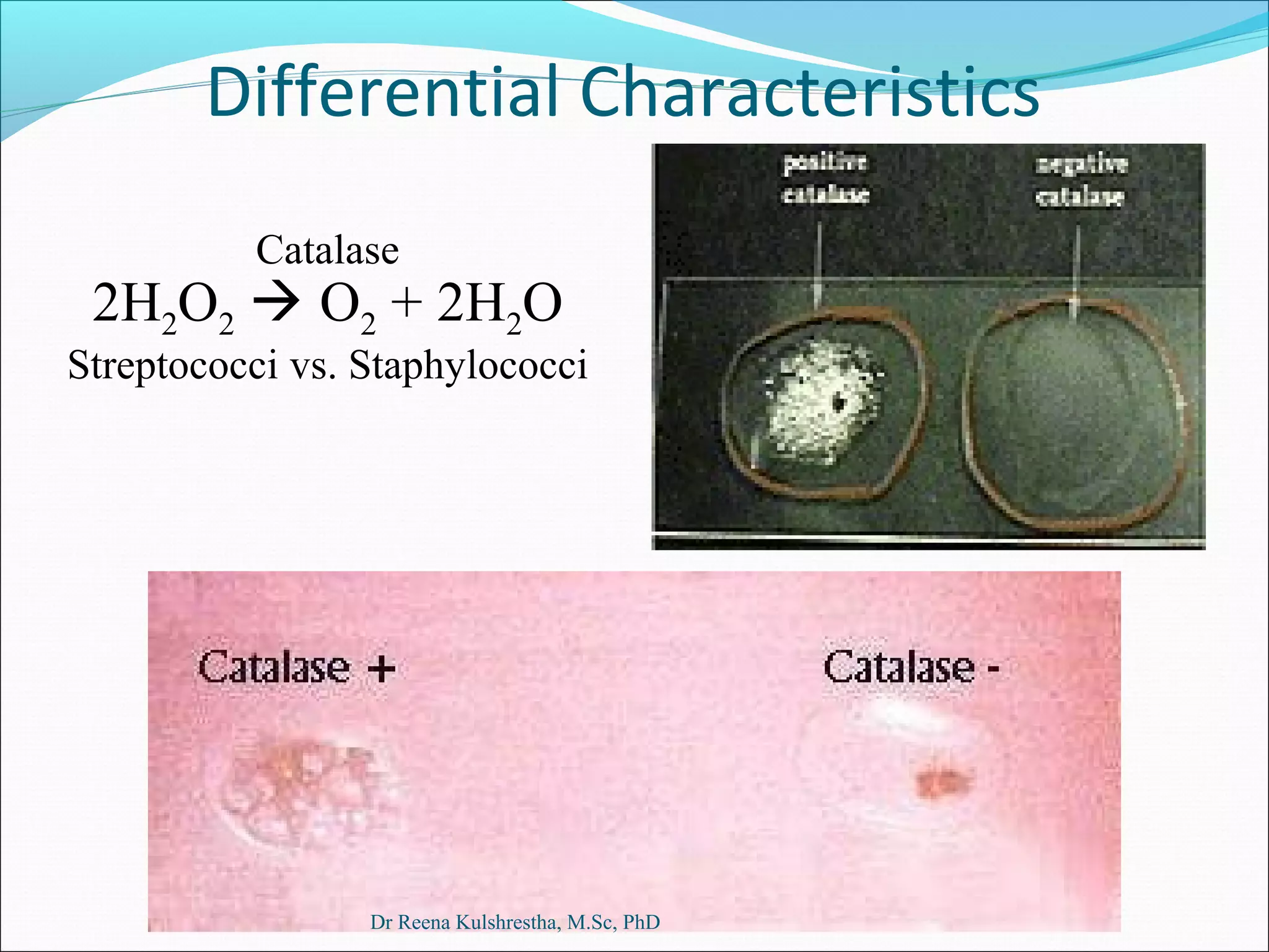 Staphylococci final | PPT