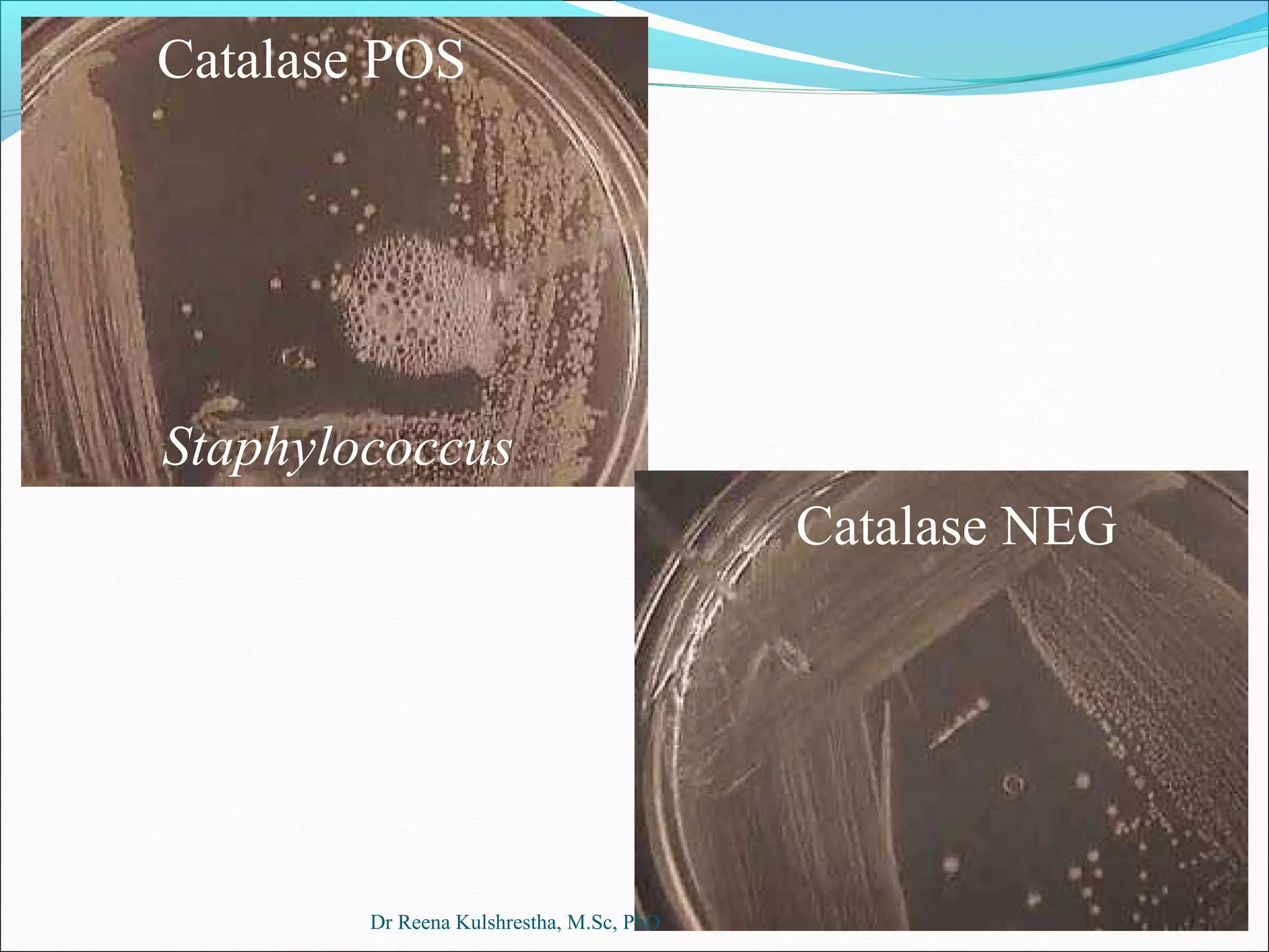 Staphylococci final | PPT